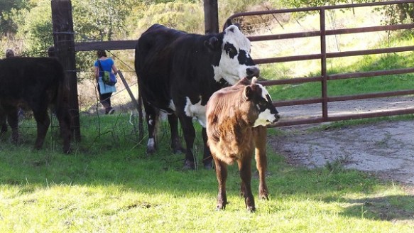 Road and Trail | mary corbin