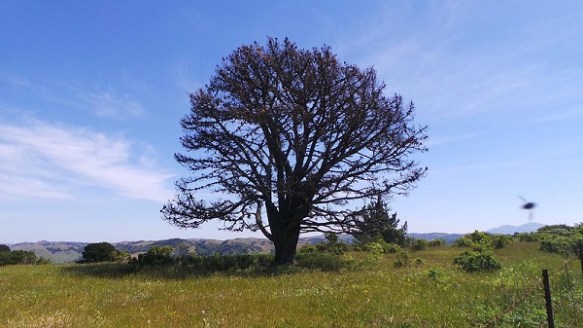 Road and Trail | mary corbin
